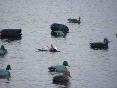 Kentucky Lake Duck Hunt Photo Gallery - Chattanoogan.com