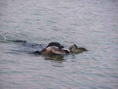Kentucky Lake Duck Hunt Photo Gallery - Chattanoogan.com