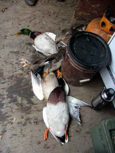 Kentucky Lake Duck Hunt Photo Gallery - Chattanoogan.com