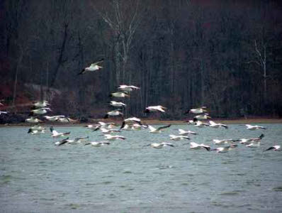 Kentucky Lake Duck Hunt Photo Gallery - Chattanoogan.com