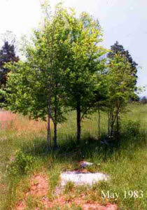 Photo Gallery: Mark Thrash Exhibit At Chickamauga Park - Chattanoogan.com