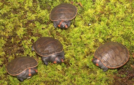 Baby Turtle Boom At The Tennessee Aquarium - Chattanoogan.com