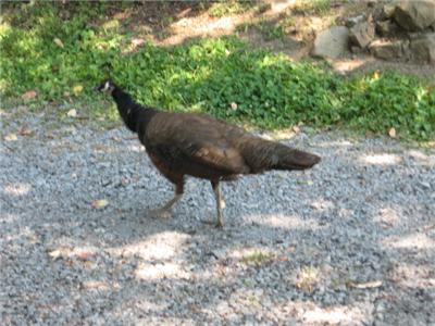 Life With Ferris: Peacock On The Loose In St. Elmo - Chattanoogan.com