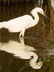 Wading Bird Nesting In Key U.S. Area Plummets 39 Percent Below 10-Year ...