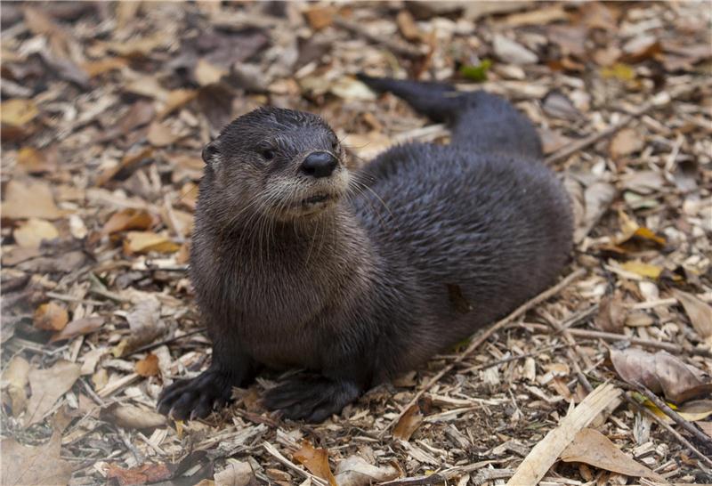 Tennessee Aquarium Otters Now At Chattanooga Arboretum And Nature ...