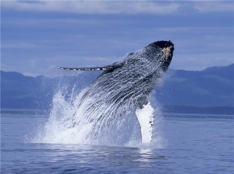 Humpback Whales 3D Makes A Giant Splash At IMAX - Chattanoogan.com
