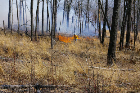 Charred Land On Catoosa Wildlife Management Area Is Result Of ...