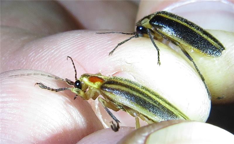 Creeling For Fireflies: Synchronous Fireflies Found In Oak Ridge WMA ...