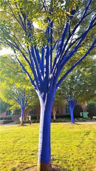 Community Invited To The Blue Trees Celebration Saturday At The Bessie ...