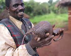 Roy Exum: Pangolin Scales Seized - Chattanoogan.com