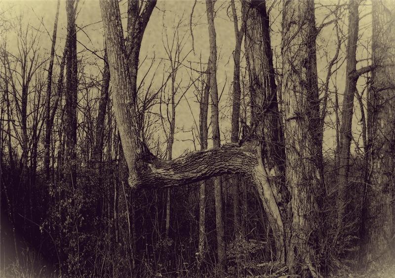 Roy Exum: My Indian ‘Path Tree’ - Chattanoogan.com