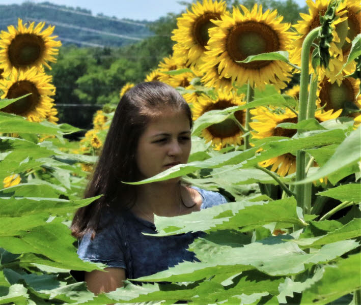 PHOTOS: Enjoying The Smith-Berry Farm Sunflowers - Chattanoogan.com