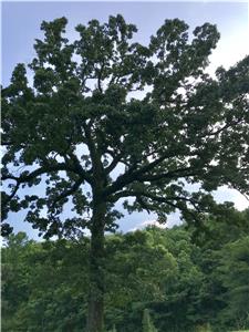 Tallest Post Oak Tree In U.S. Identified In Chattanooga - Chattanoogan.com