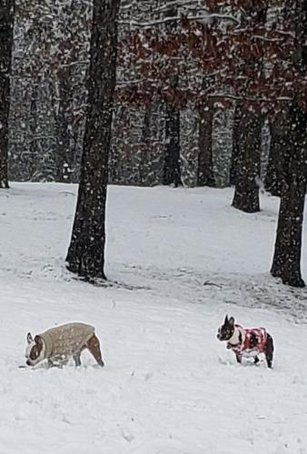 PHOTOS: Snow In The Chattanooga Area - Chattanoogan.com