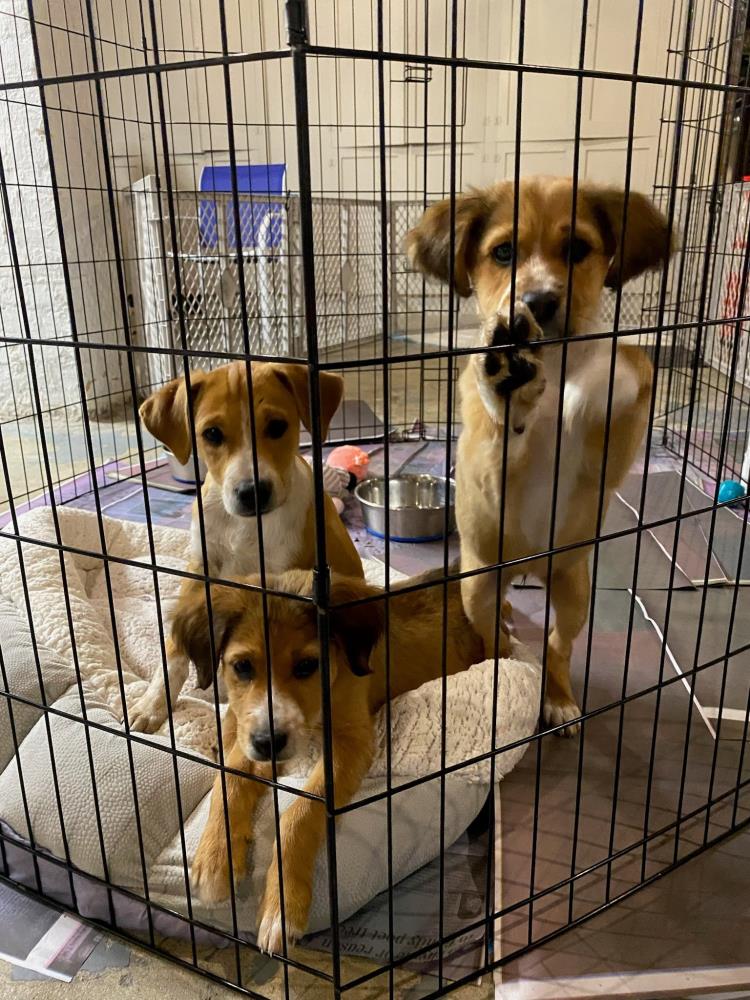Rescued Dogs From Ooltewah Abandoned Home Available For Adoption ...