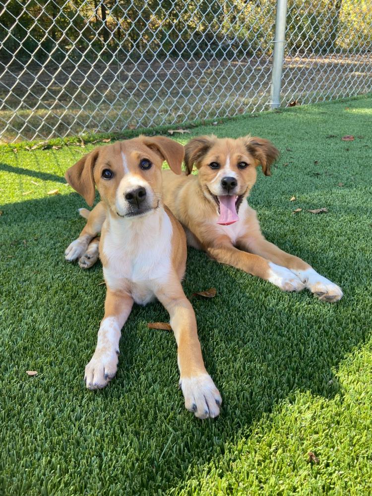 Rescued Dogs From Ooltewah Abandoned Home Available For Adoption ...