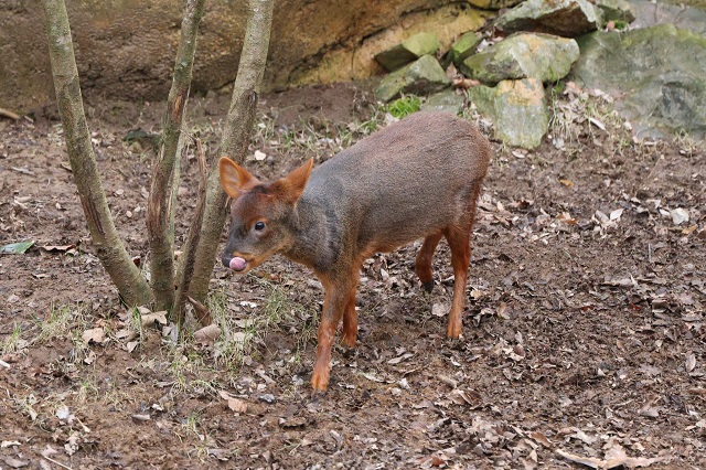 Online Auction Launched To Raise Funds For New Species At Chattanooga ...