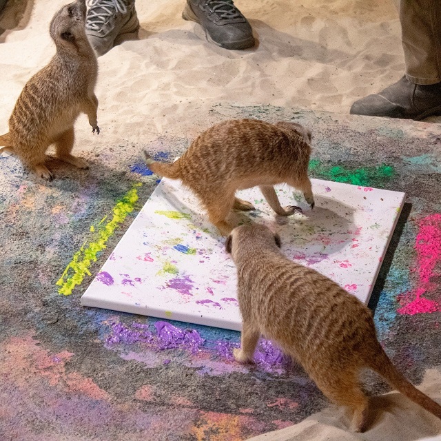 Online Auction Launched To Raise Funds For New Species At Chattanooga ...