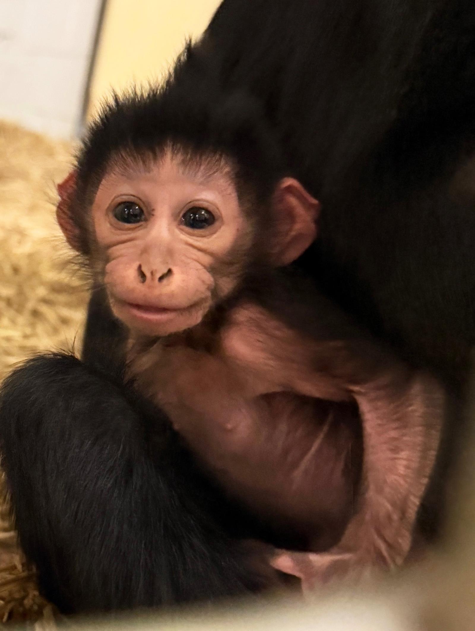 Primate Born At Chattanooga Zoo Adds To Sparse Population In Human Care ...